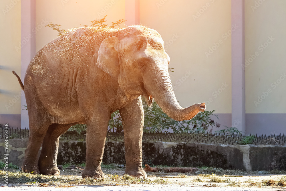 Elephant bathing in sunshine strolls through zoo open-air cage ...