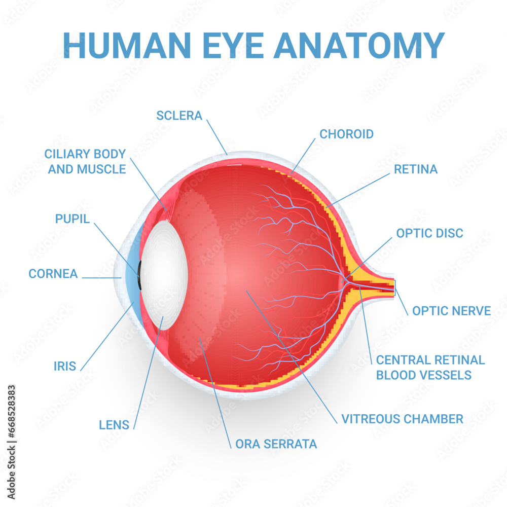 Human eye anatomy medical education infographic scheme 3d poster design ...