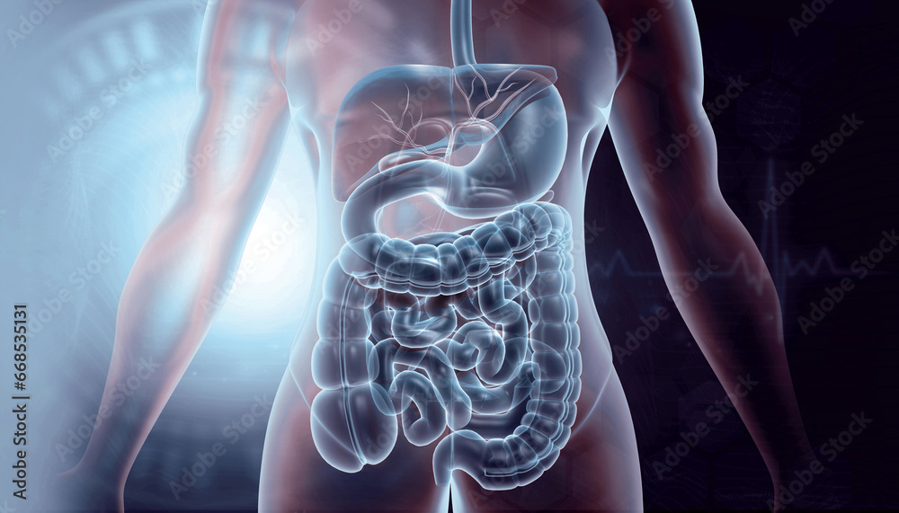 Human digestive system anatomy on scientific background. 3d ...