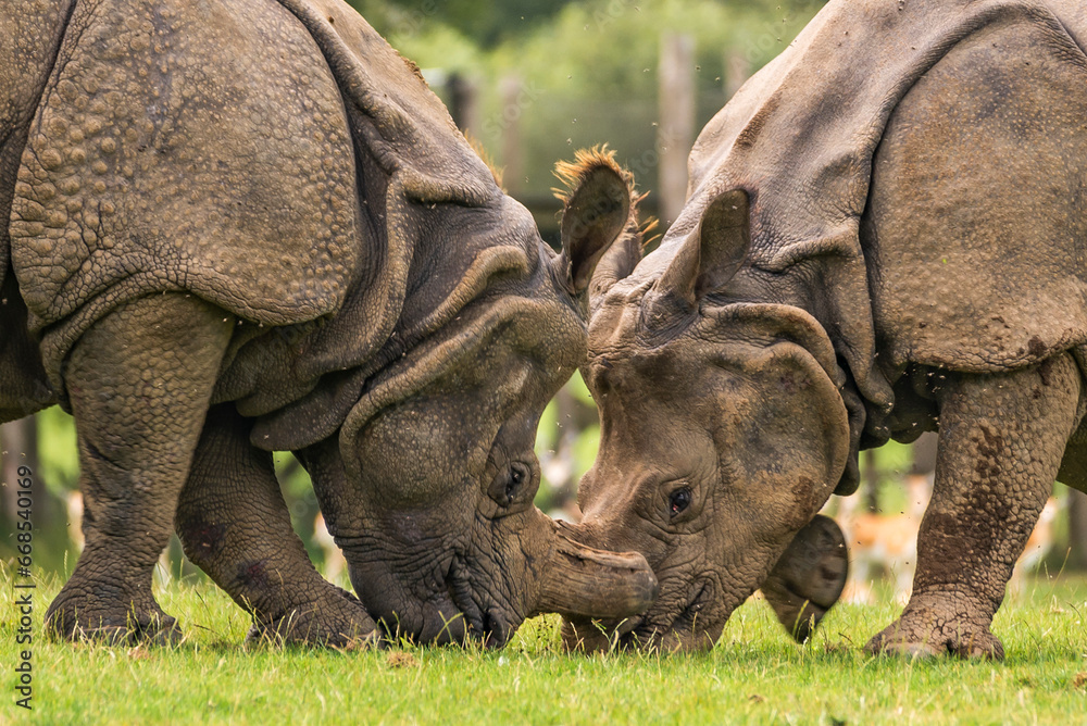 A game of intimidation and domination between two Indian rhinos or so ...