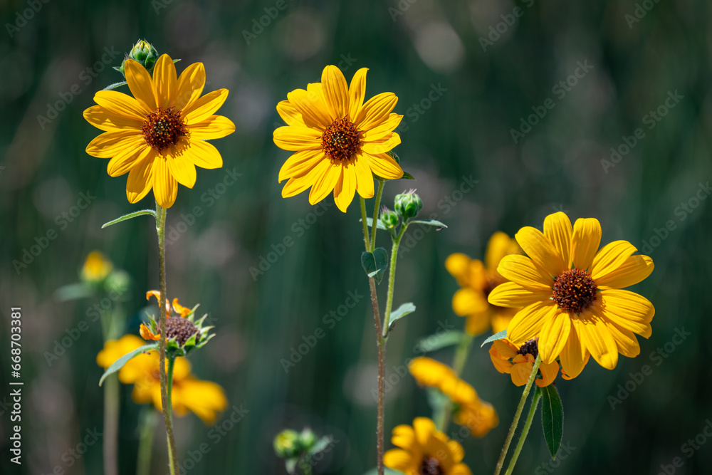 Dreamy yellow wild sunflower, yellow flowers landscape for background ...