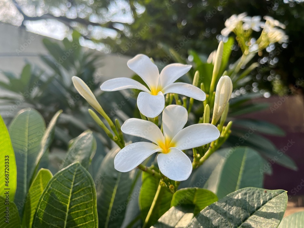 Plumeria alba is the national flower of Loas, also known as chafa ...