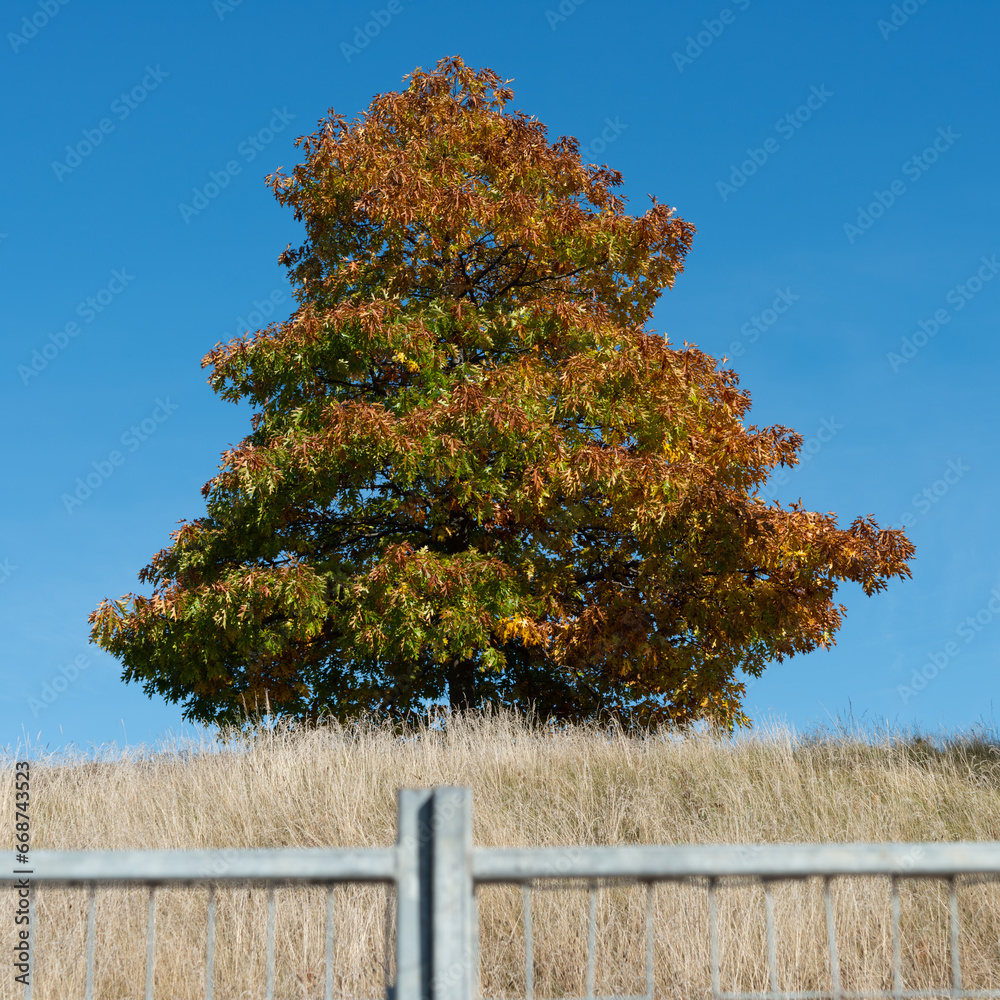 oak tree at the top of grassy hill behind a fence on a blue sky Stock ...