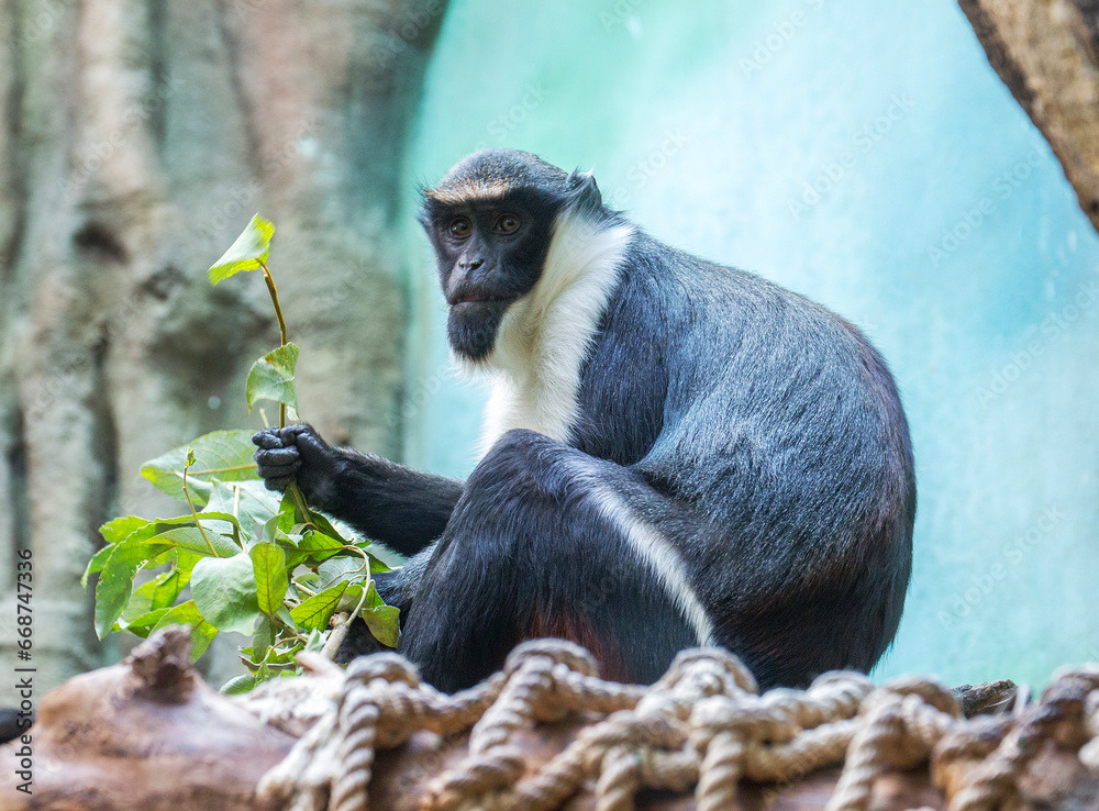 Foto de Diana monkey (lat. Cercopithecus diana). This is one of the ...