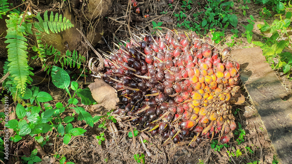 Palm oil, Fresh fruit bunch ripe palm fruit from agriculture plantation ...
