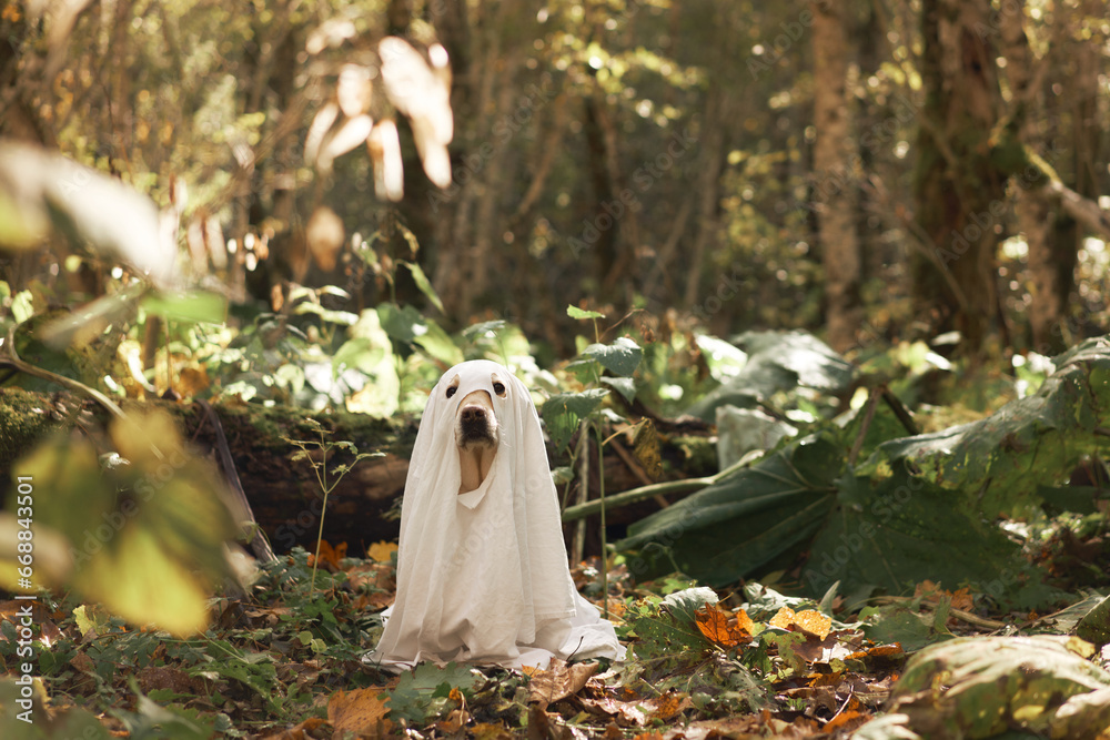 Dog in Ghost Costume in Woods. A white canine is draped in a white ...