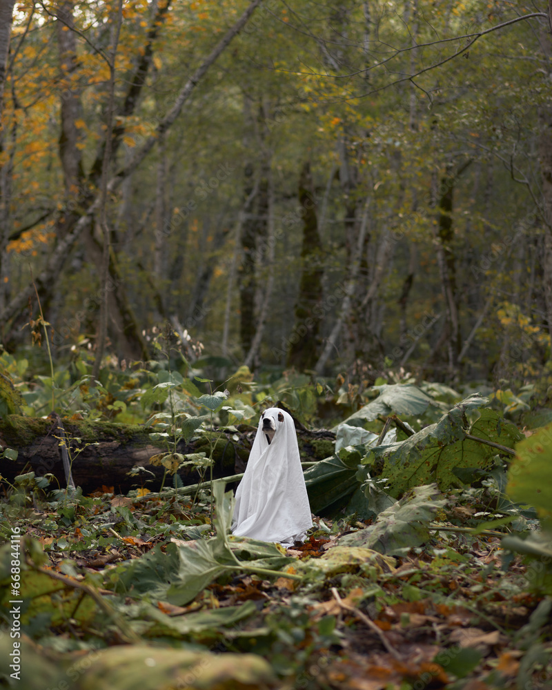 Dog in Ghost Costume in Woods. A white canine is draped in a white ...