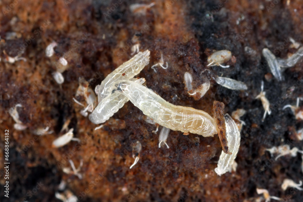 Vinegar fly or common fruit fly (Drosophila melanogaster) larvae in a ...
