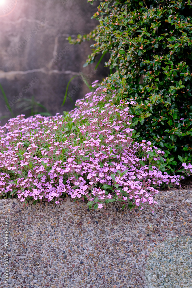 Rock soapwort flowers, saponaria ocymoides, can be used as natural ...