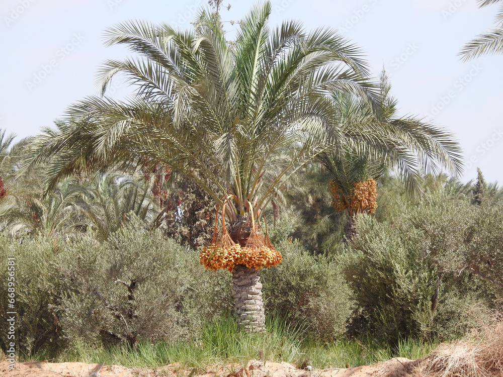 Phoenix dactylifera, the date palm, a flowering-plant species in the ...