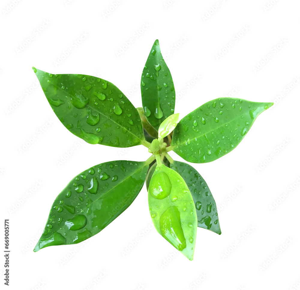 The leaves of the Korean banyan tree (Ficus annulata Blume) have ...