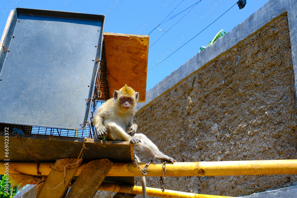 Animal Photography. A monkey bound by an iron chain is walking on a ...