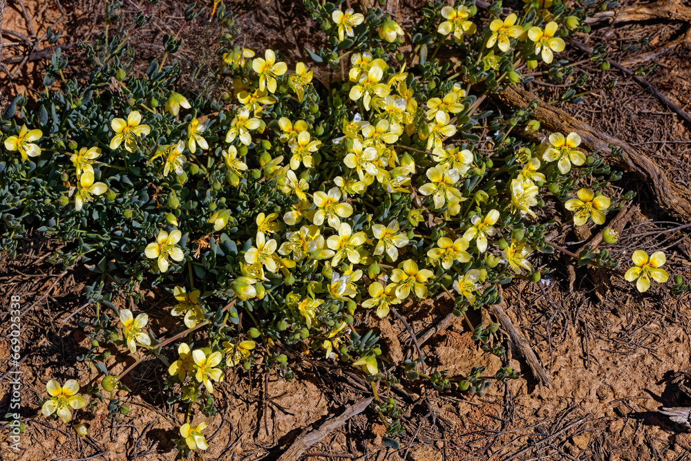Yellow flowers on palatable Roepera debile bush that is endemic to the ...