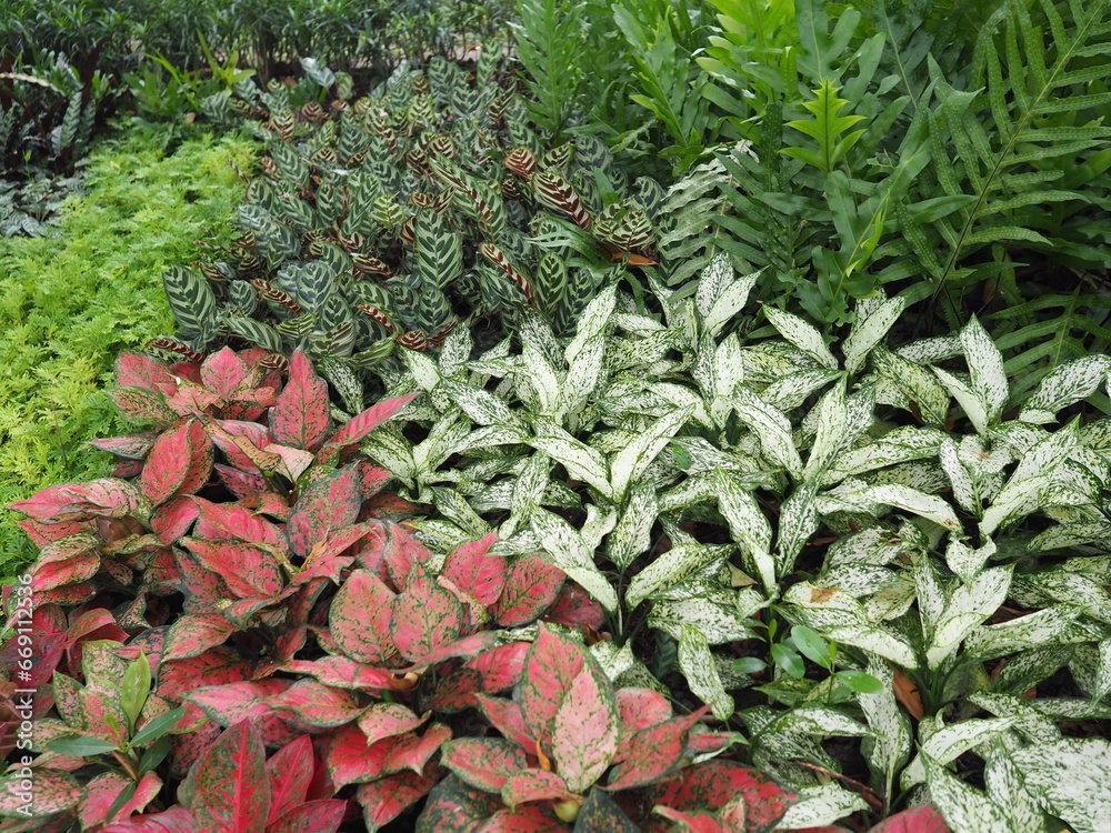 Decorate garden with various types of ornamental plants, various colors ...