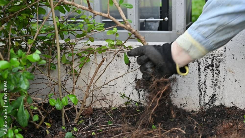 Someone hand trying to removing tree roots by pulling. Tree root ...