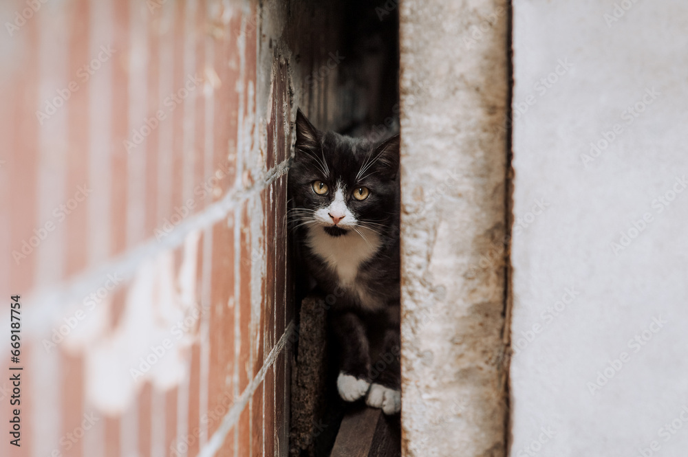 A beautiful lonely homeless cat looks, peeks out, hides from fear in ...
