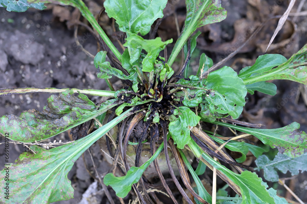 Damaged plants of sugar beet by caterpillars of the beet moth ...