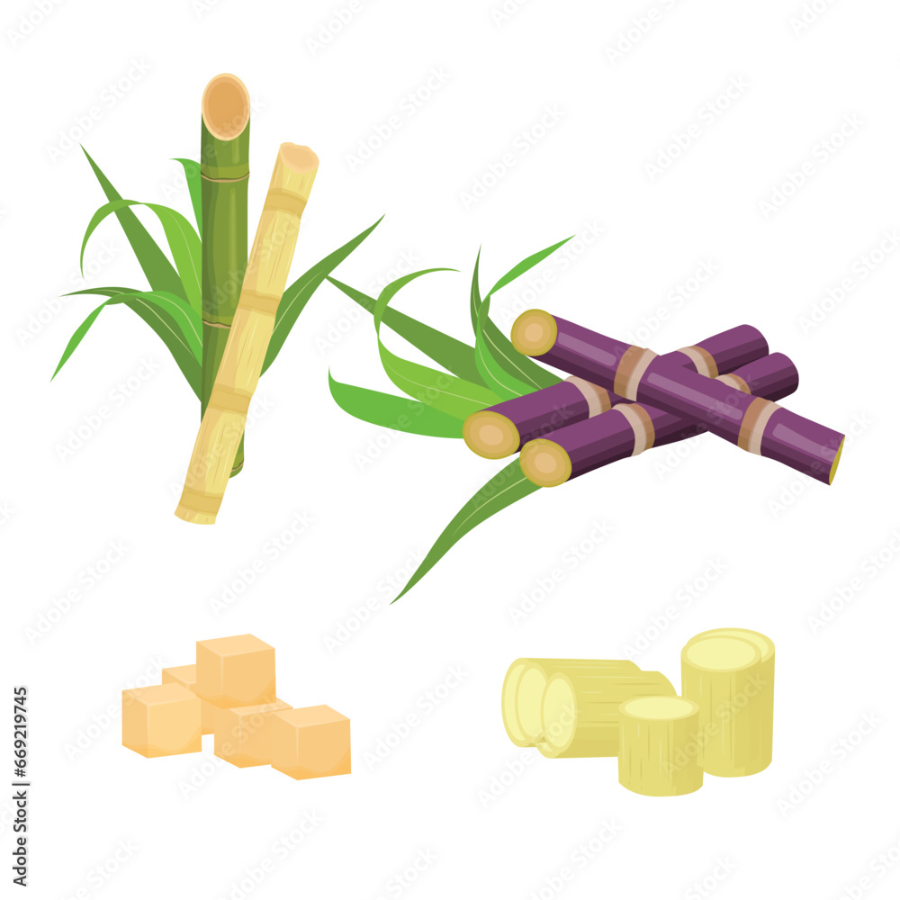 Sets of sugarcane stem and leaves. Green and violet sugar cane plant ...