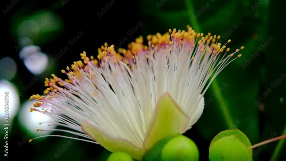 Albizia lebbeck, siris tree from mimosa family, common in India, Burma ...