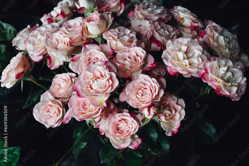 bunch of pink fairy rose with red tips Stock Photo | Adobe Stock