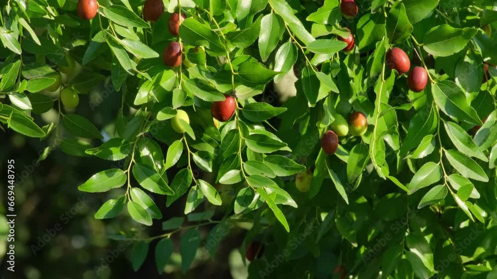 Ripe Ziziphus jujuba fruits with leaves growing outdoors. Chinese date ...