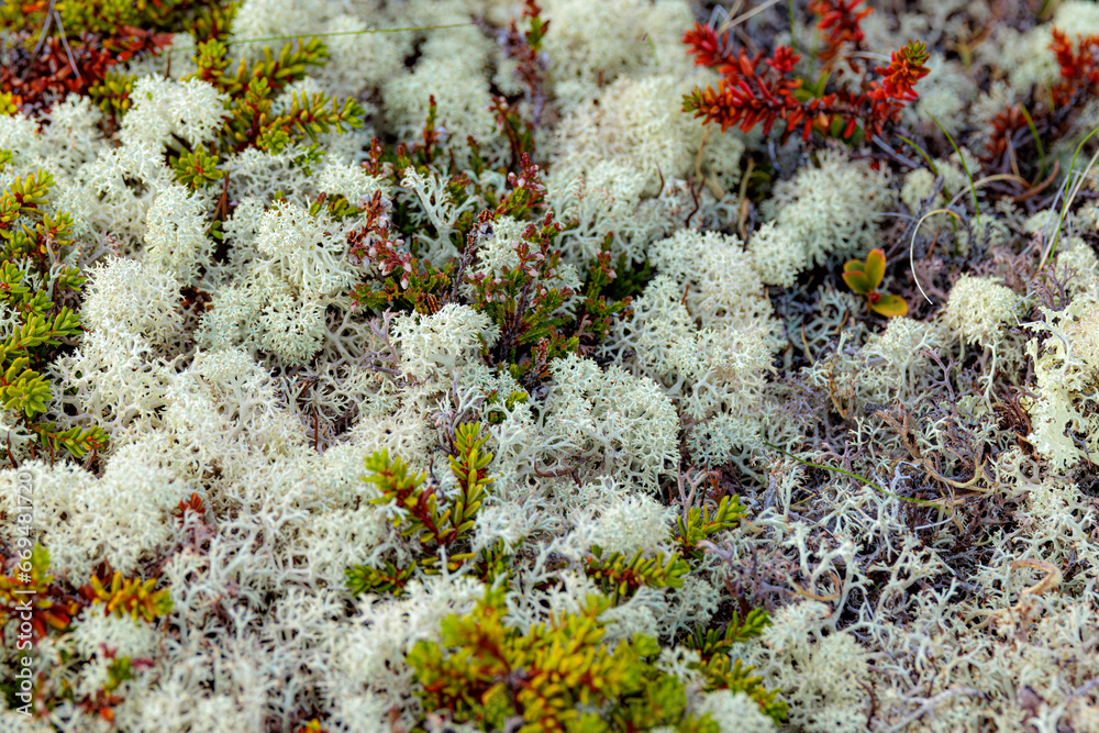Arctic Tundra lichen moss close-up. Cladonia rangiferina, also known as reindeer cup lichen ...