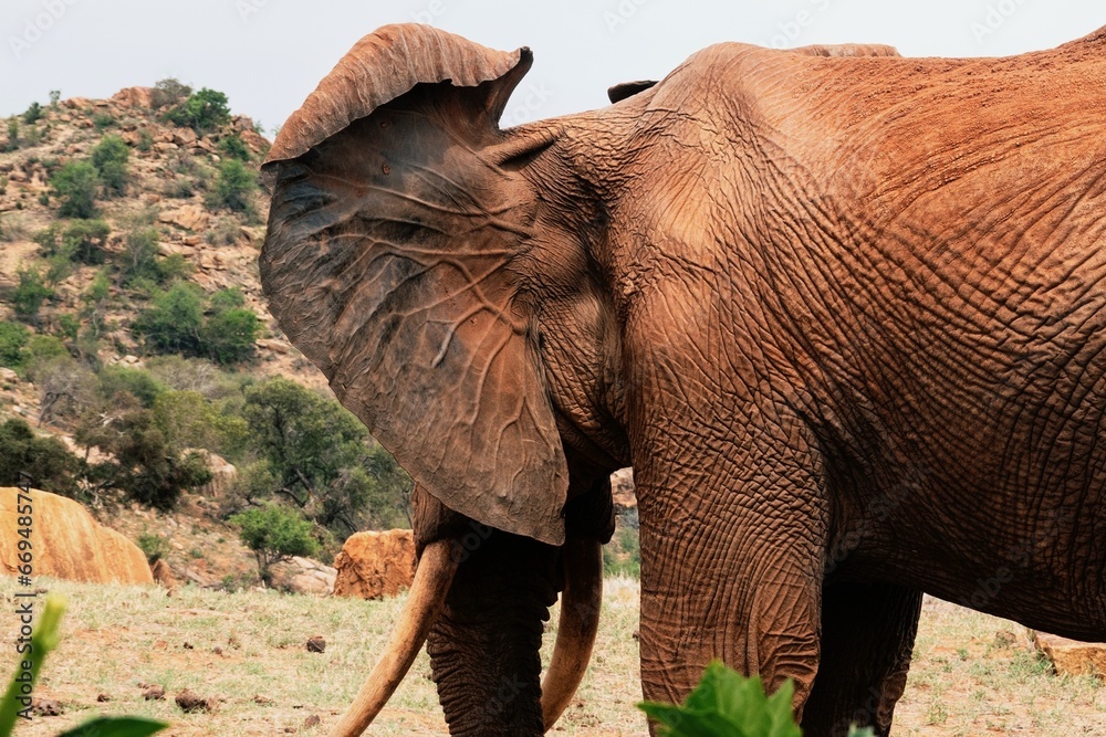 Close up of backside of African elephant ear latticed with blood ...