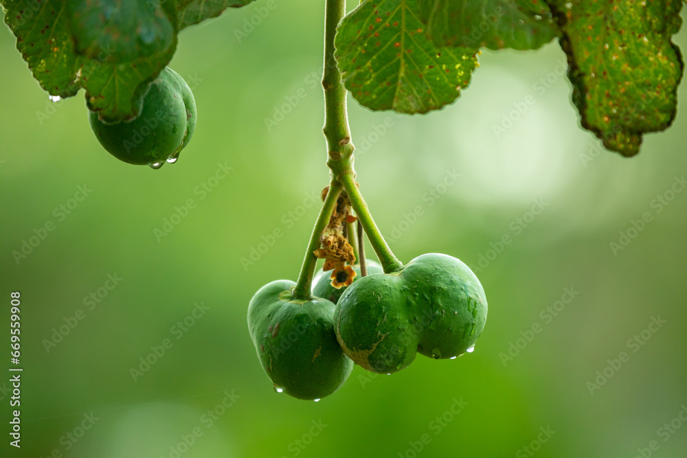 Typical pequi tree (caryocar brasiliense) in the Brazilian cerrado ...