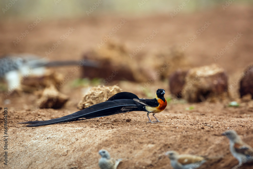 Eastern Paradise-Whydah male standing on the ground in Kruger National ...