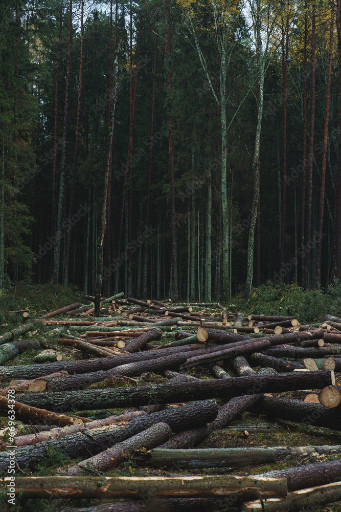 Cut down pine trees. Landscape of cut down trees in the forest Stock ...