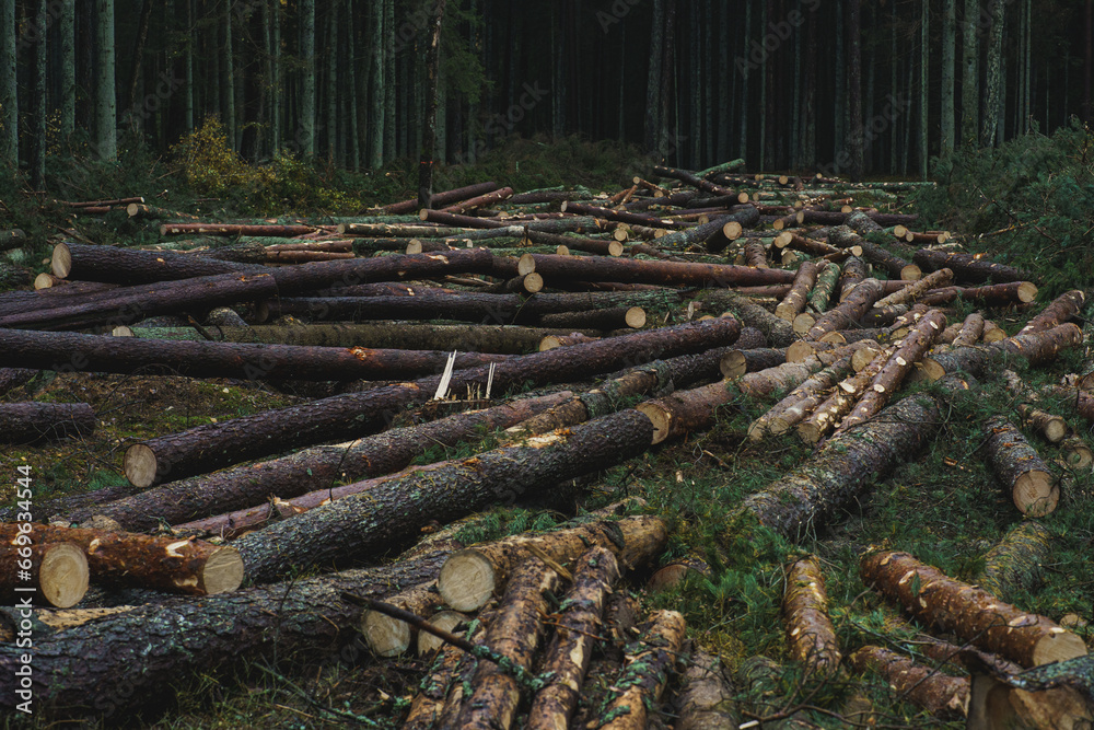 Cut down pine trees. Landscape of cut down trees in the forest Stock ...