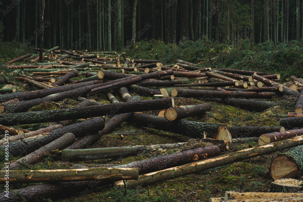 Cut down pine trees. Landscape of cut down trees in the forest Stock ...