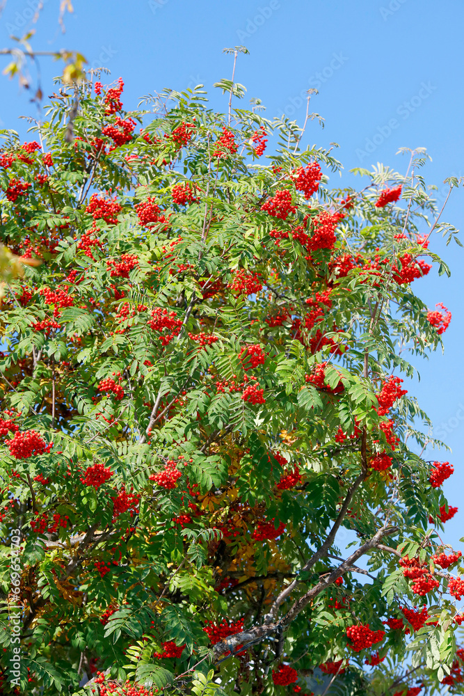 Vogelbeerbaum (Sorbus aucuparia) mit roten Früchten, Eberesche oder ...