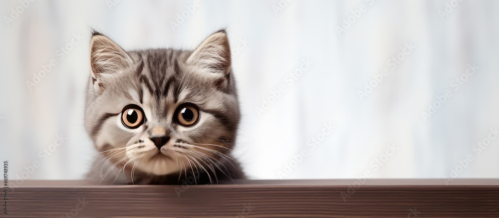 Cute beautiful fluffy gray kitten with ashy eyes and mouth for ...