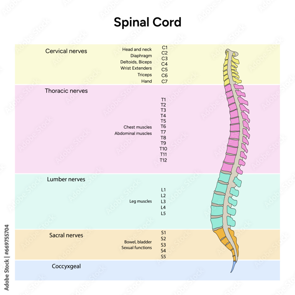 Spinal cord, cervical nerves, thoracic nerves, lumbar nerves, sacral ...