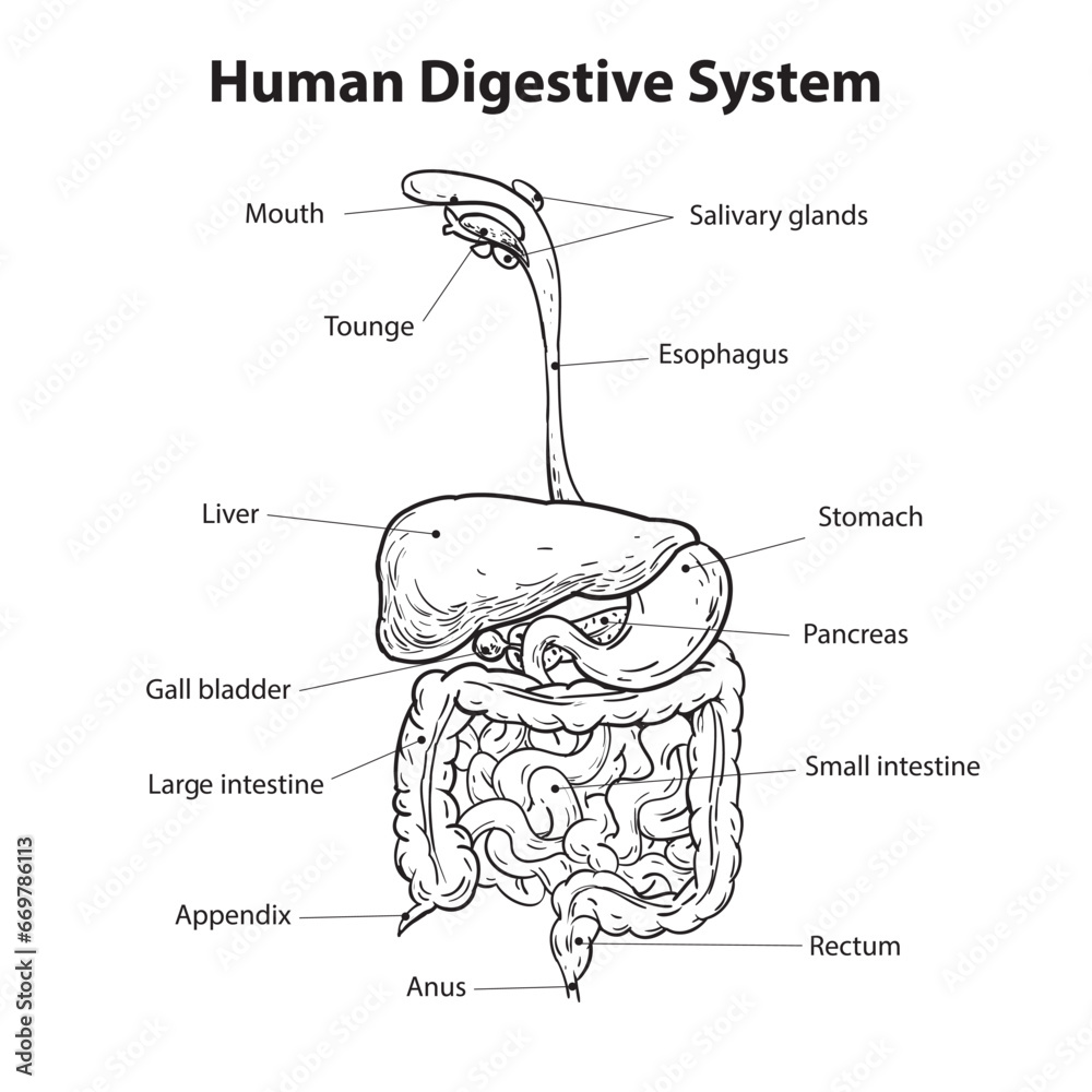 Human digestive system diagram, vector illustration in simple black and ...