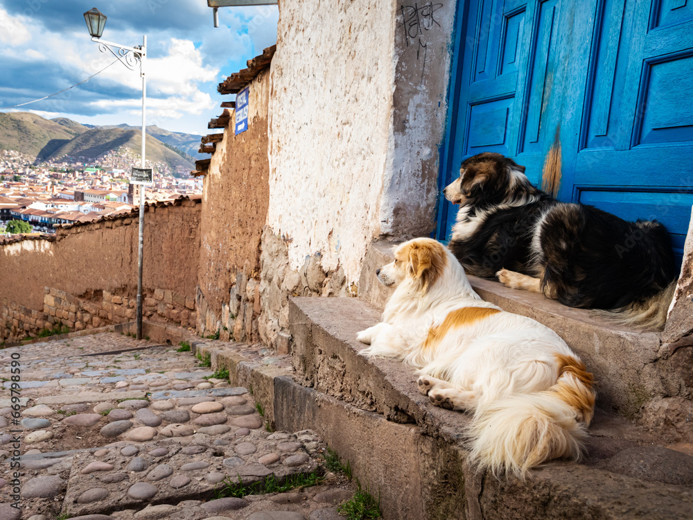 Portrait of two obediently lying dogs which are enjoying the view over ...