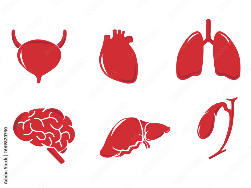 Human internal organs. Vector sketch isolated illustration. Hand drawn ...