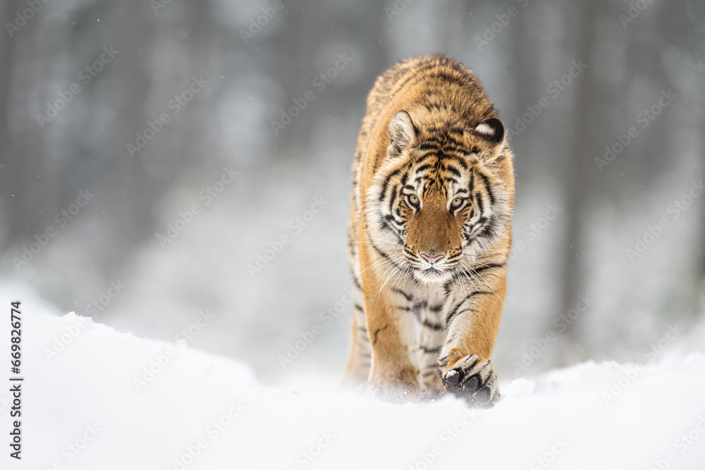 Siberian tiger (female, Panthera tigris altaica) in beautiful habitat ...