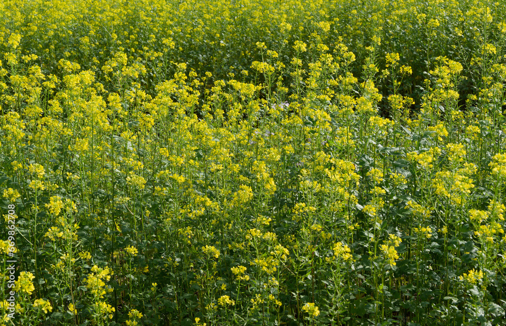 (Sinapis alba) White mustard plant bearing green petiolate and lyreate ...