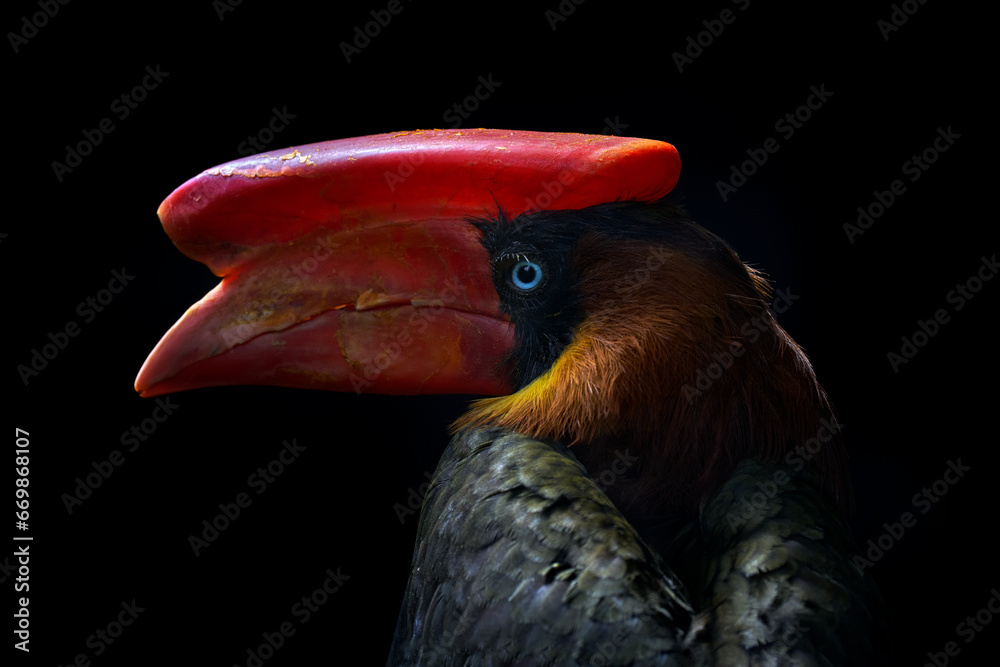 Tropic nature. Red bill hornbill detail portrait. Northern rufous ...