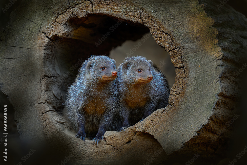 Banded mongoose, Mungos mungo, sitting tree trunk green vegetation ...