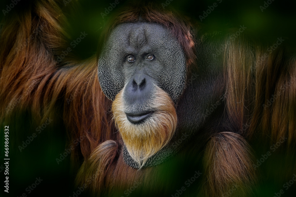 Sumatran orangutan, Pongo abelii, Critically endangered ape monkey, and ...
