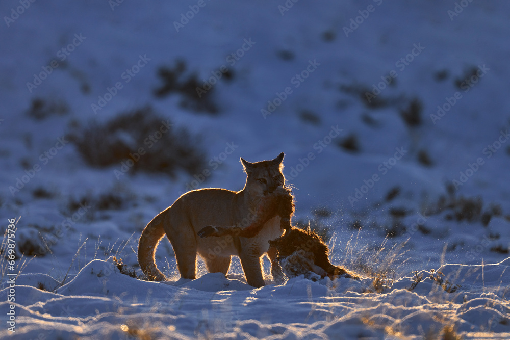 Puma catch. Puma with food, guanaco leg with fur coat, nature winter ...