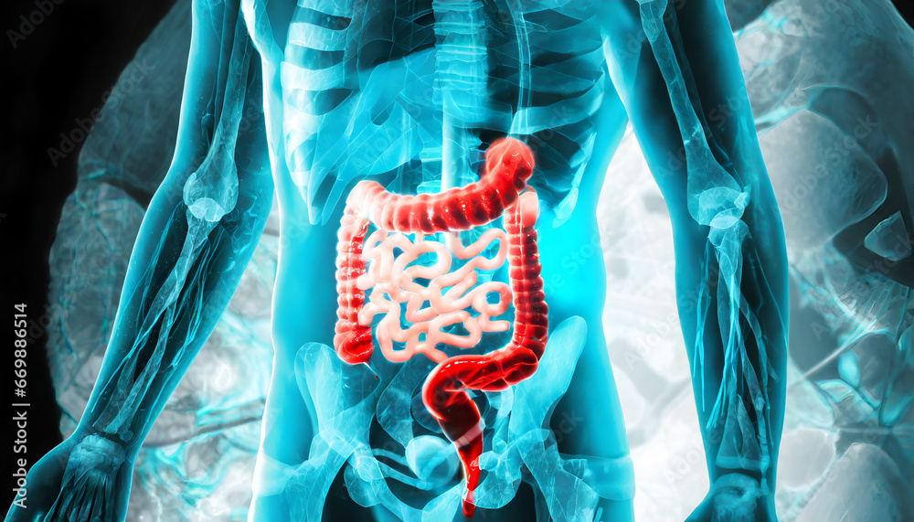 Male anatomy of the intestinal system in humans. 3d rendering concept ...