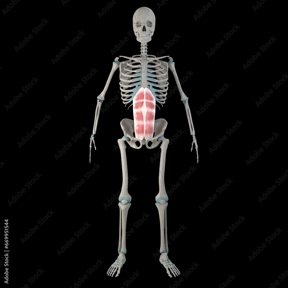3d Illustration of Rectus Abdominis Muscles on Male Human Body Stock ...