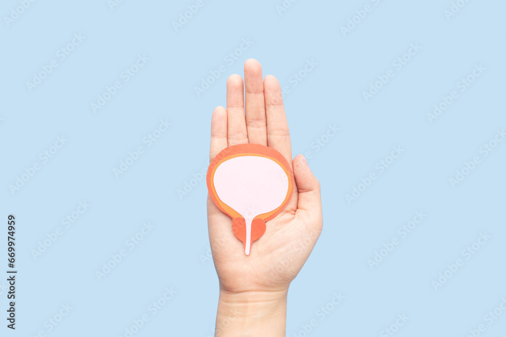 Hand holding bladder and prostate gland made from paper on blue ...