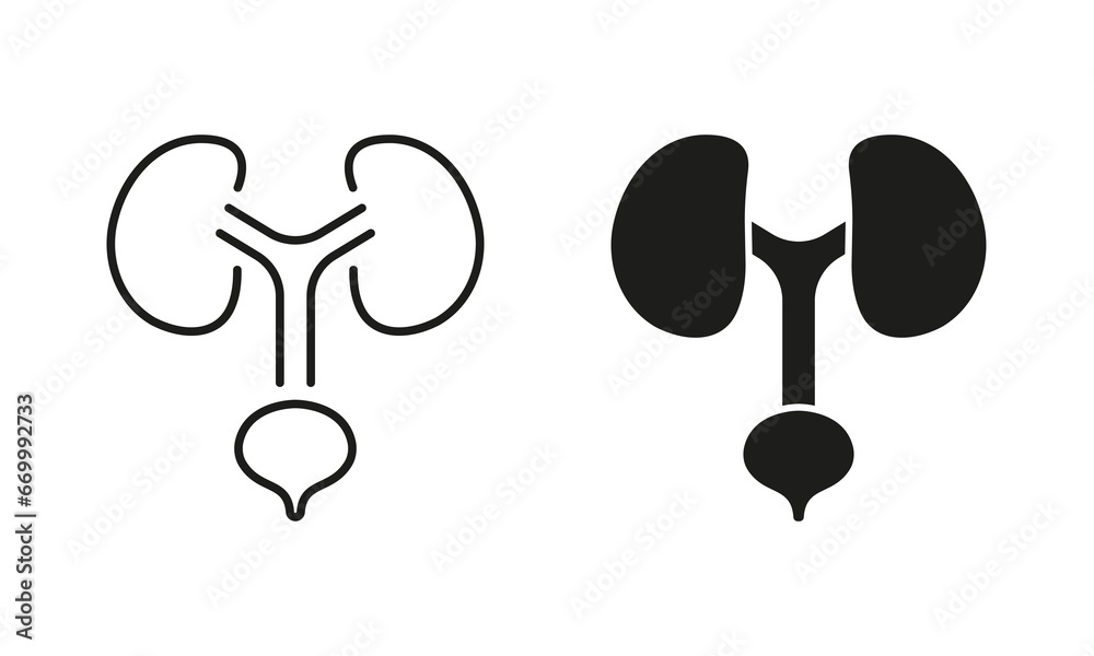 Human Urinary System Line and Silhouette Icon Set. Healthy Internal ...