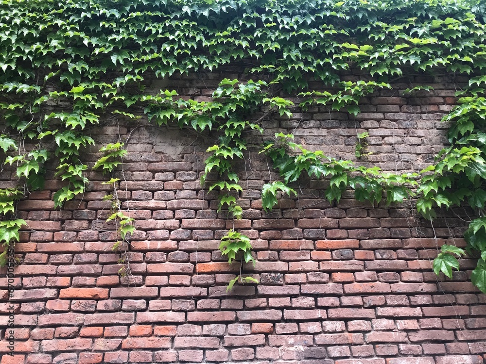 hojas de una enredadera sobre un muro de ladrillo a la vista Stock ...