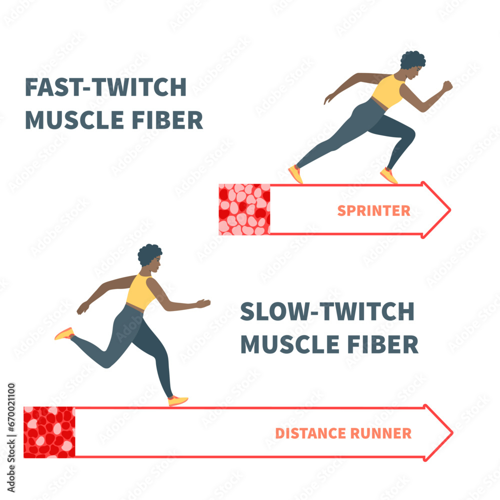 Skeletal muscle fiber types with slow twitch and fast twitch ...